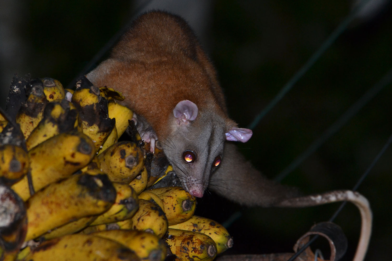 Mamíferos del Ecuador